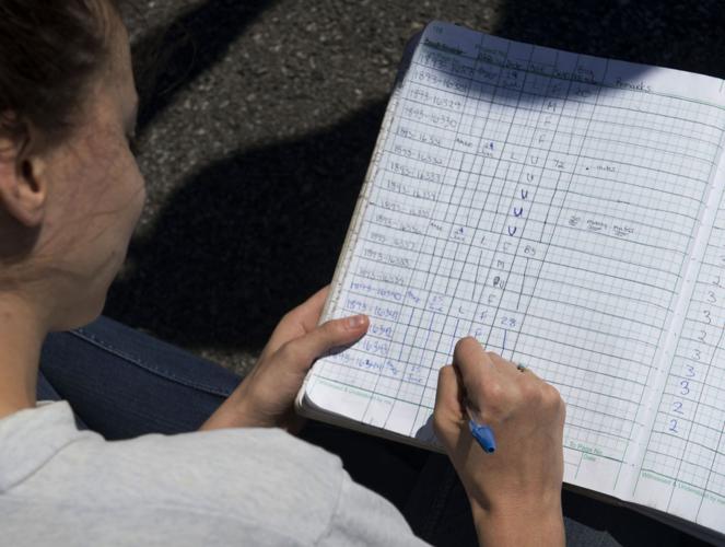 Bird banding: Adirondack Raptors continues American kestrel tracking ...