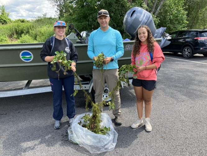 Efforts continue in battle against invasive water chestnuts | Education ...