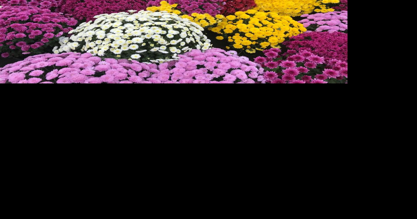 Magic of mums: With the right steps, a colorful fall tradition can ...