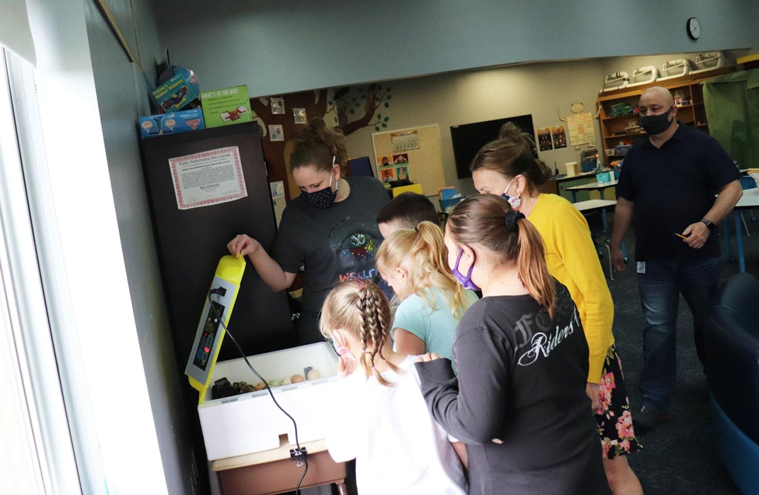 Altmar-Parish-Williamstown Elementary School raises baby chicks, hands ...