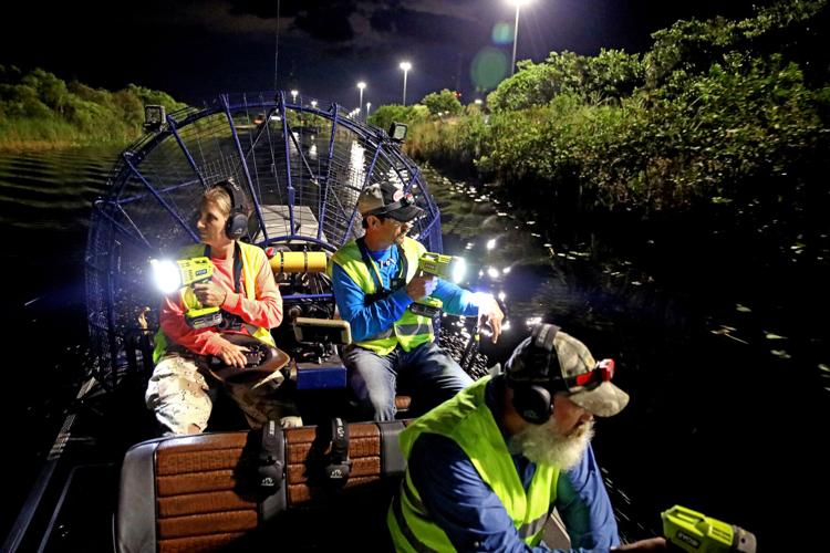 Meet the women hunting giant pythons ‘eating everything’ in the ...