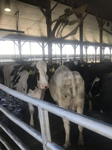 Tail-docking ban concerns voiced | News | nny360.com