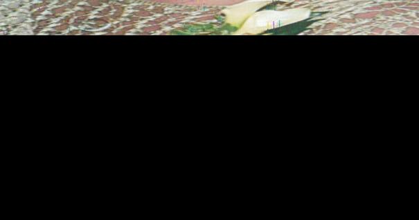 Ann W. McCarty | Obituaries | nny360.com