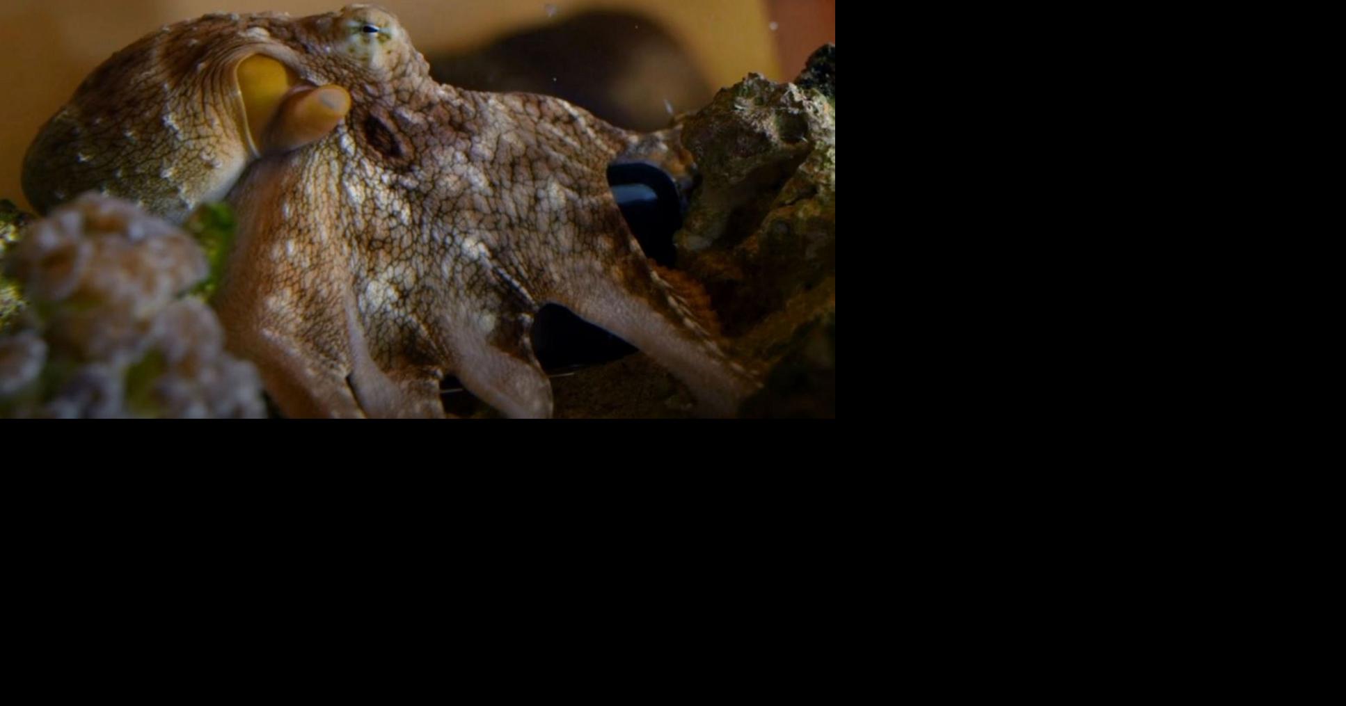 Was Heidi the octopus really dreaming? | News | nny360.com