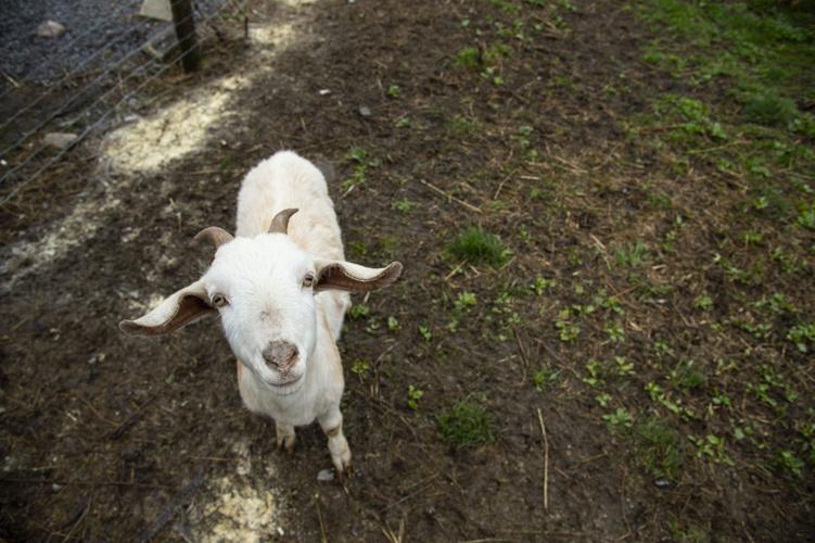 Rodman livestock farm focuses on direct sales to consumers | Jefferson ...