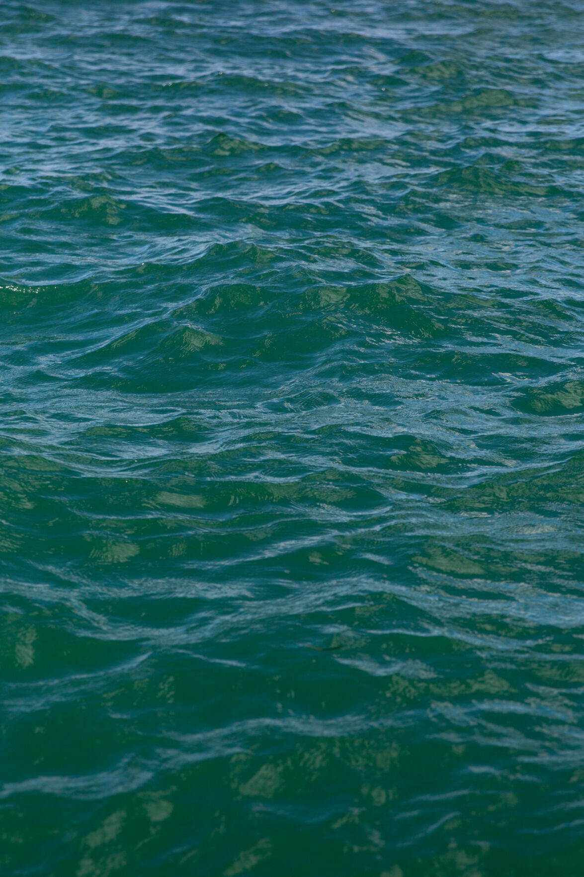 Lake Ontario, St. Lawrence River’s emerald green water caused by ...