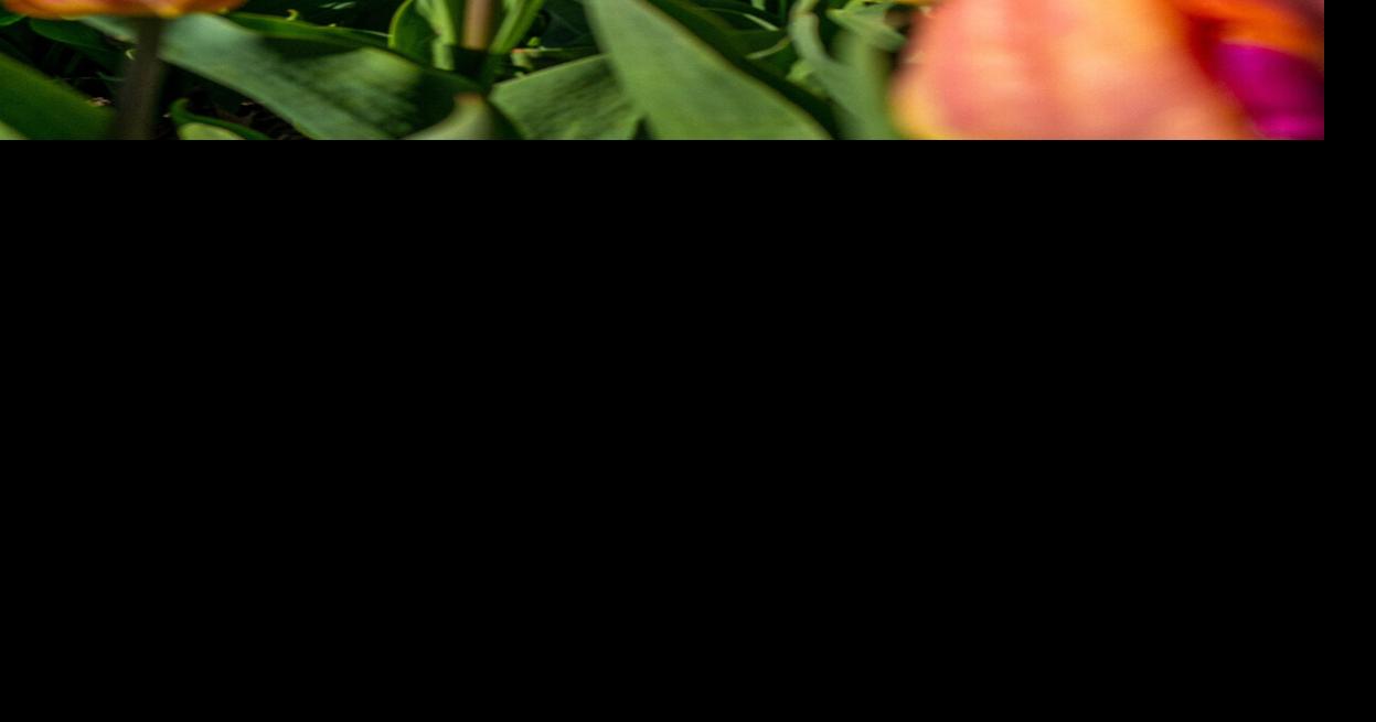 Flower Monument’s tulip blooms welcome spring | Community Notes ...