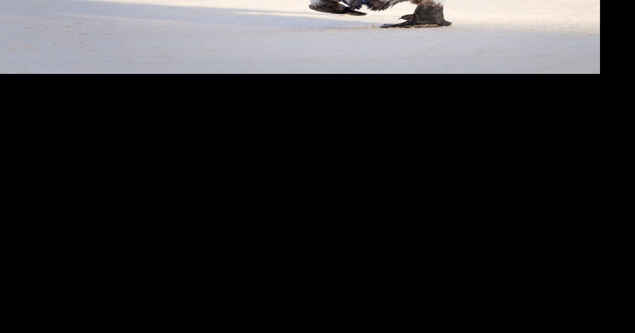 Walk like a penguin to keep your balance in winter | Health Matters ...