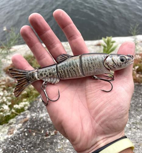So gar, so good: Angler recounts his record-breaking catch | Achievers ...