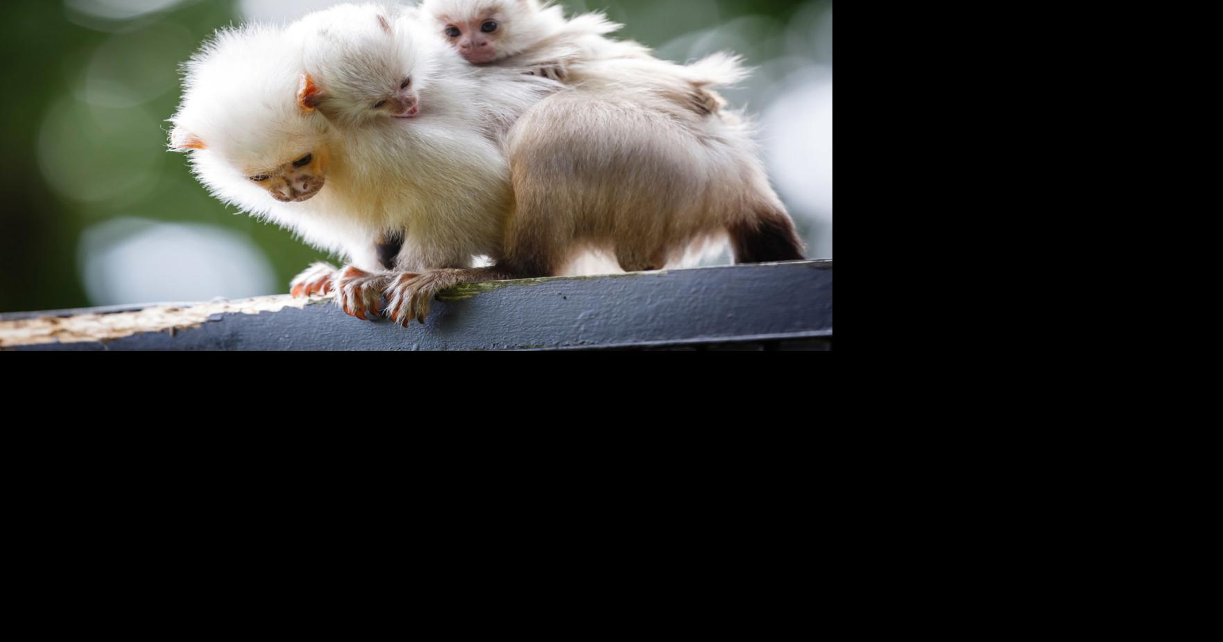 Polite animals confuse researchers | News | nny360.com