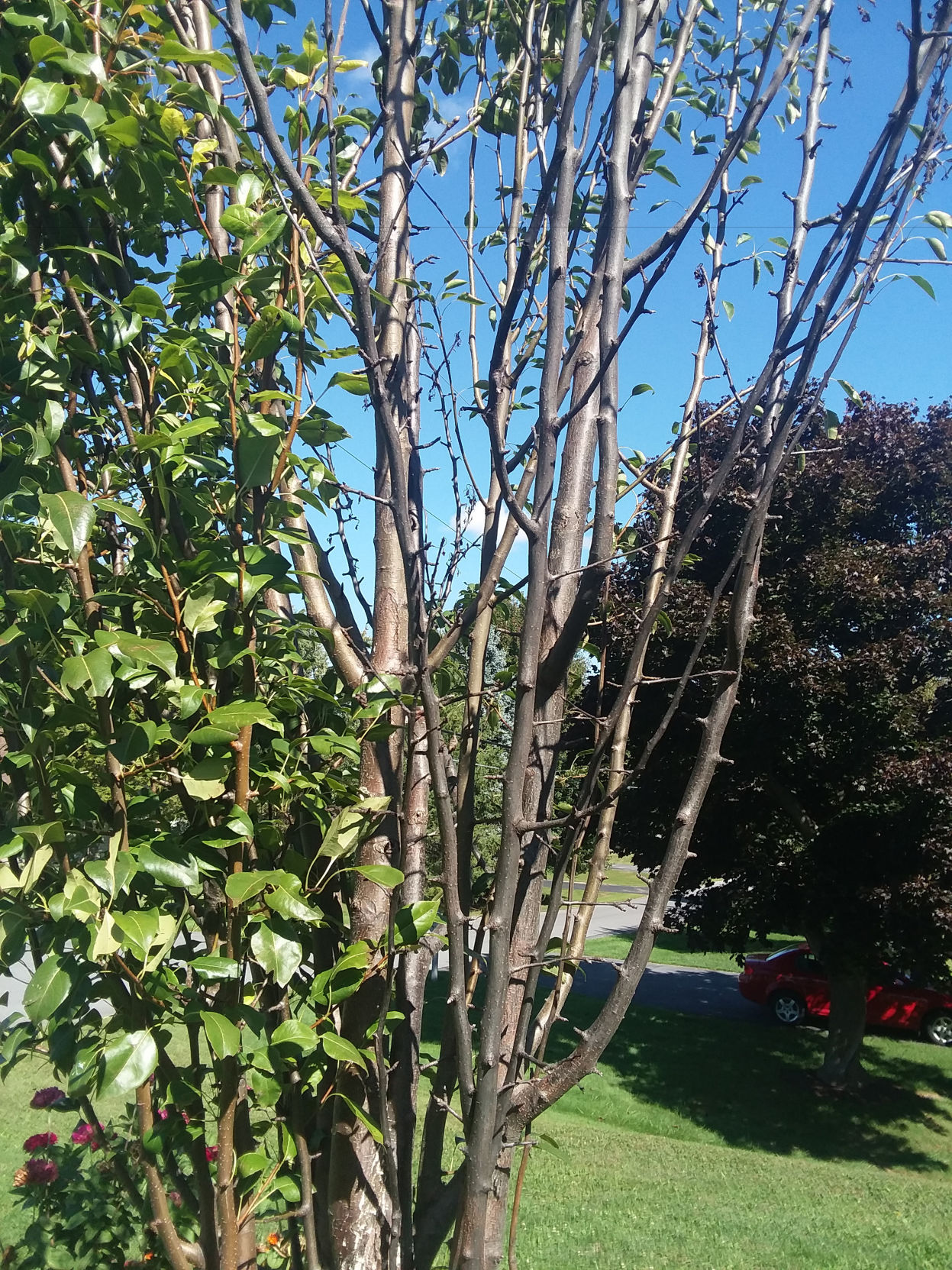 Pear tree in peril due to blight | Arts and Life | nny360.com
