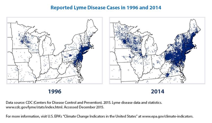 Mild winter ups Lyme disease risk | News | nny360.com Mild winter ups Lyme disease risk | News | nny360.com