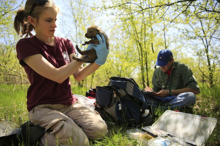 Coyotes braving the urban jungle | News | nny360.com