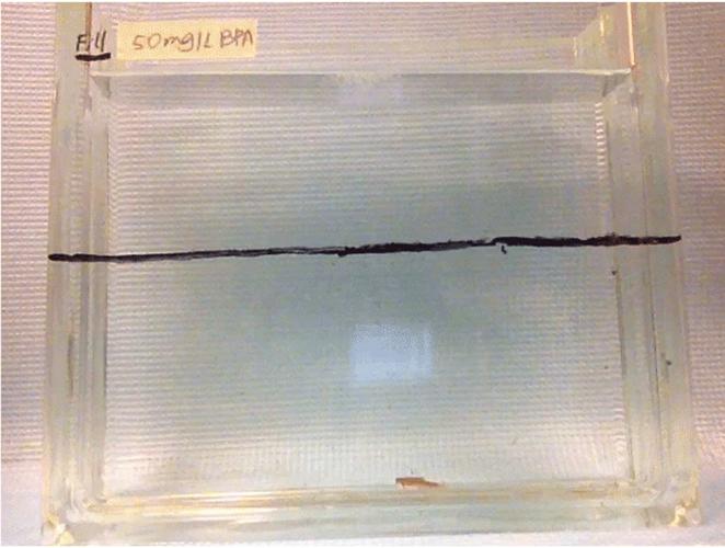 Yes, actually — fish can be depressed | News | nny360.com