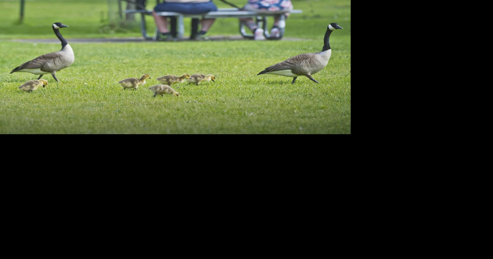 Photo: Geese grab a meal | Top Stories | nny360.com