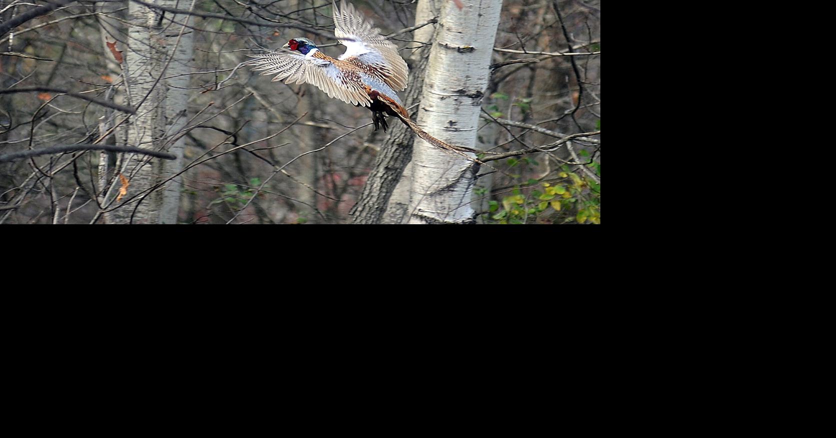 DEC plans late-season pheasant stocking | St. Lawrence County News ...