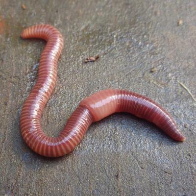 What it means that worms can regenerate | News | nny360.com