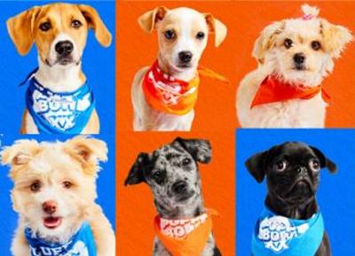 Puppy Bowl celebrates 20 years of ruff and fluff ahead of Sunday’s NFL ...