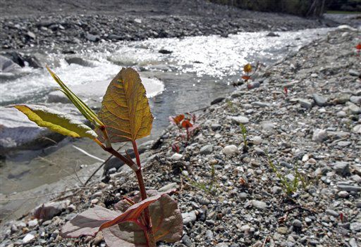 Flooding disperses invasive plant, fish species | News | nny360.com
