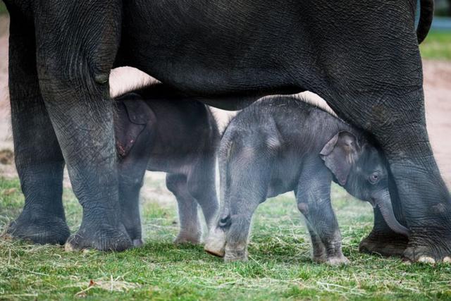 Extremely rare twin elephants born at Syracuse zoo | Kidscontent ...
