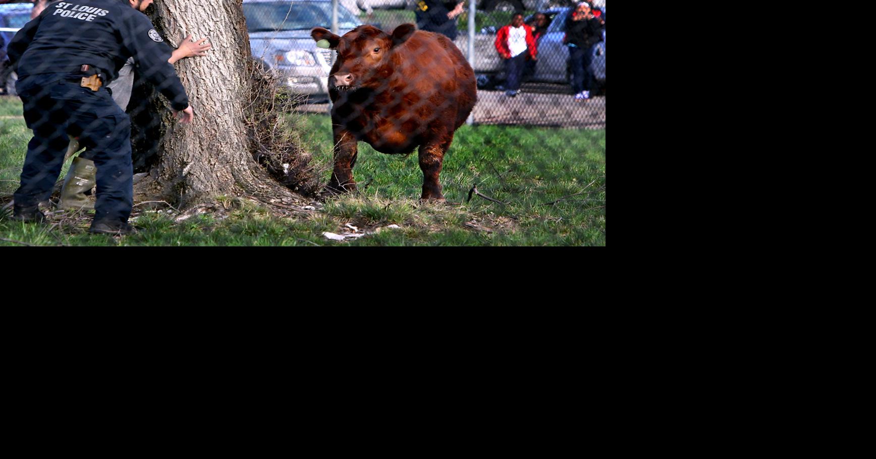 Fugitives escape slaughterhouse | News | nny360.com