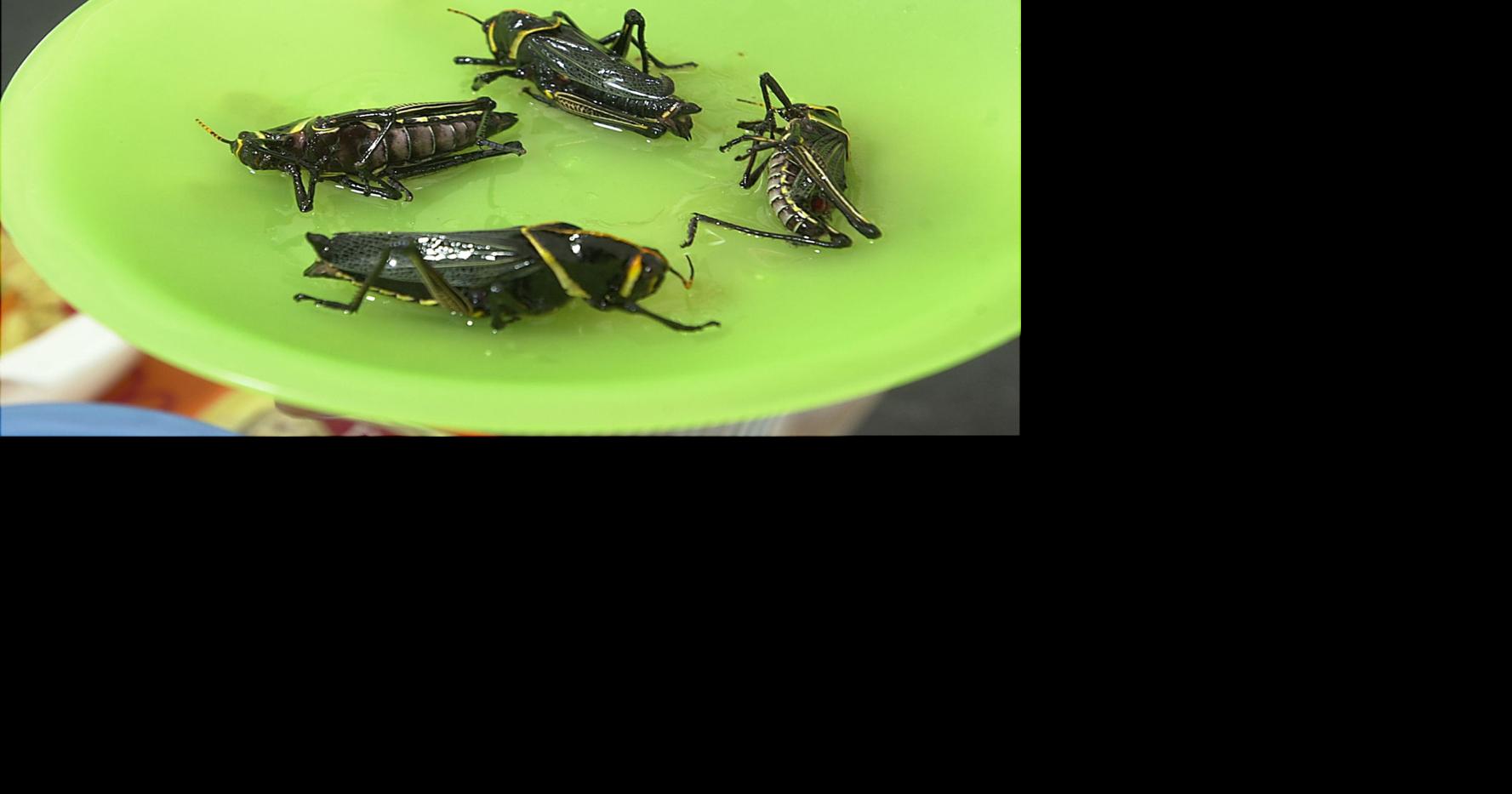Bug cuisine makes U.S. inroads | News | nny360.com