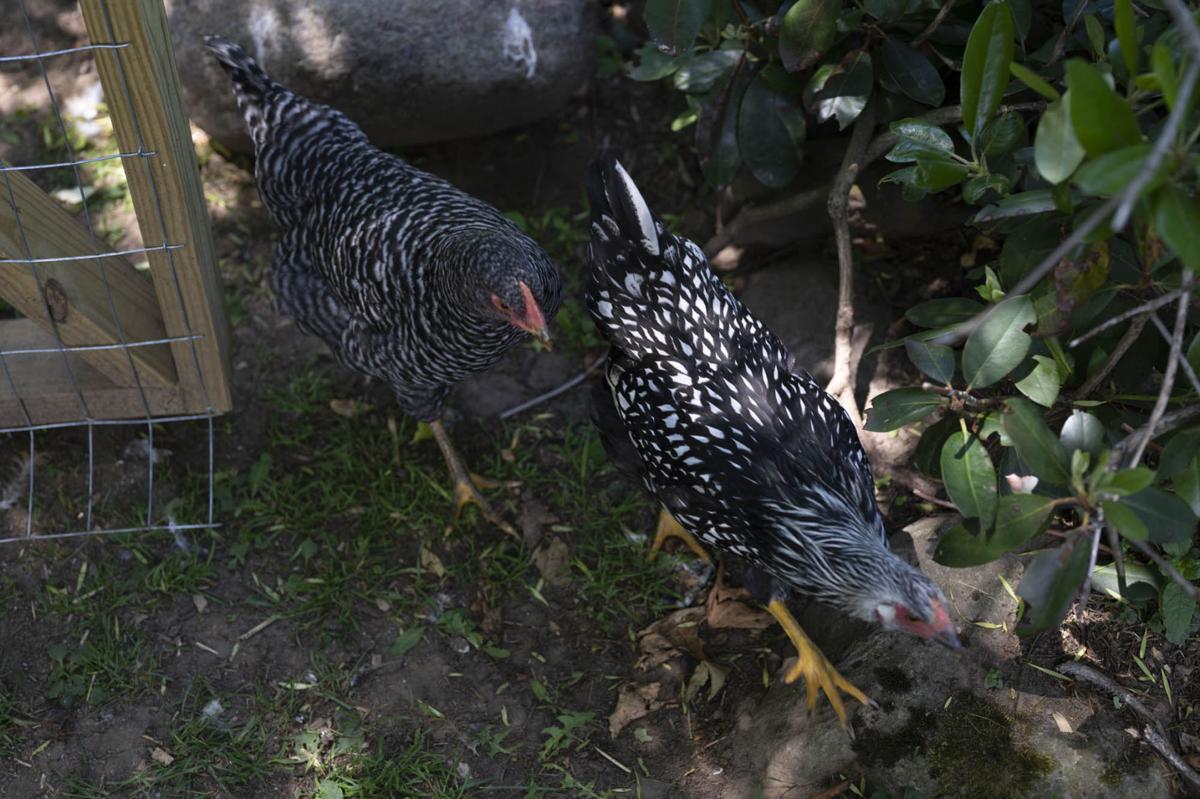 Chicken wire is hard to come by in the north country | Agriculture ...