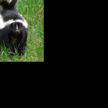 Rabid animals found in Lewis County | Public Service News | nny360.com