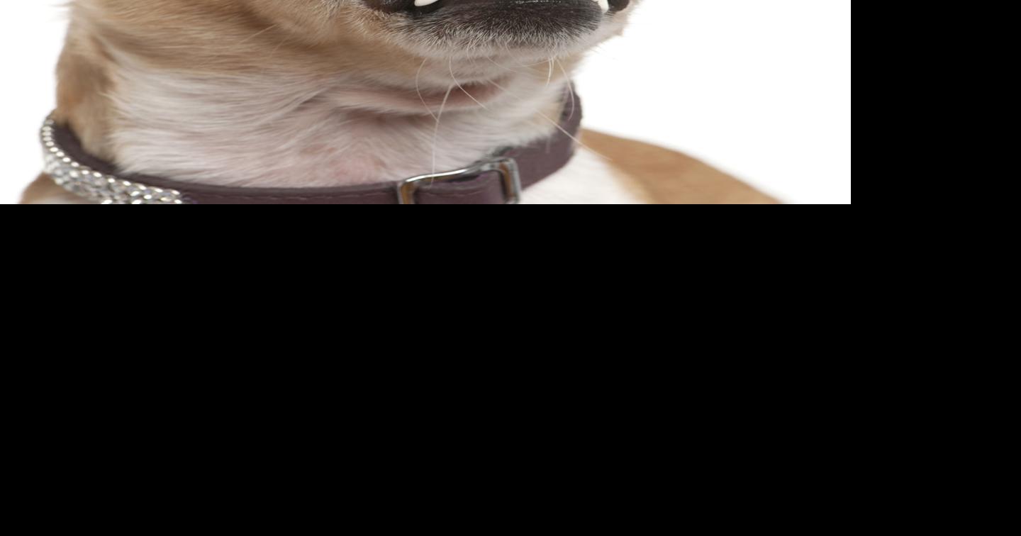 Dog’s possession aggression possibly dangerous behavior | | nny360.com