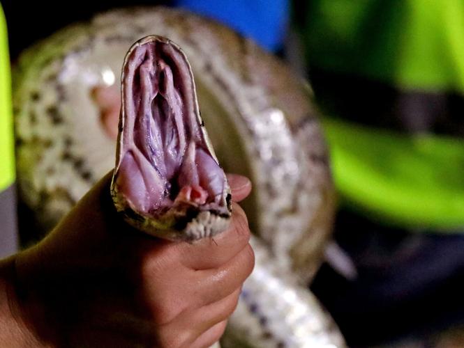 Meet the women hunting giant pythons ‘eating everything’ in the ...