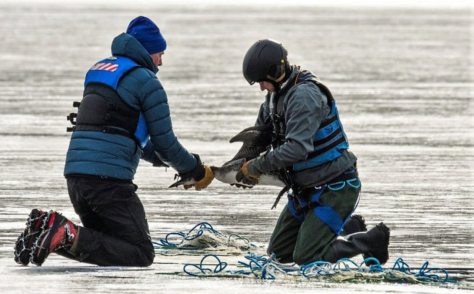Adirondack Center for Loon Conservation records first save of season ...