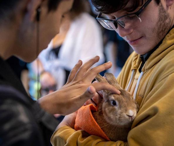 Florida high school welcomes emotional support animals | Kidscontent ...