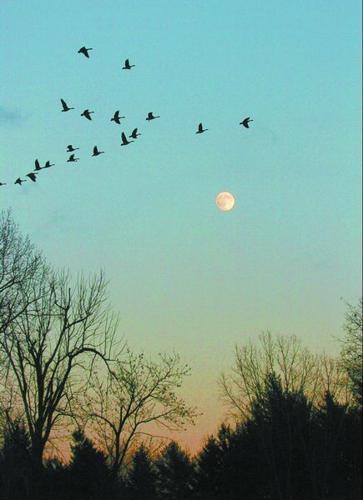 GOOSING IT | Arts and Life | nny360.com