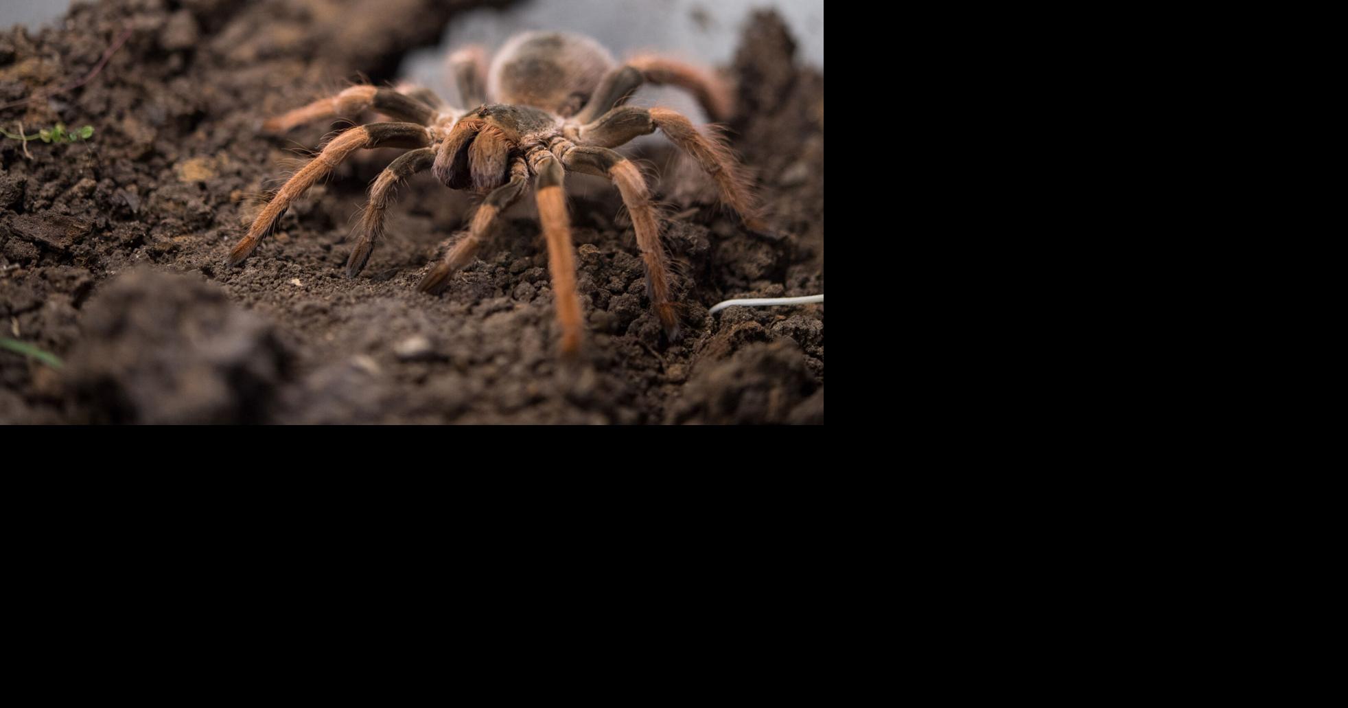 Tunnels under highways an idea to help tarantula crossings ...