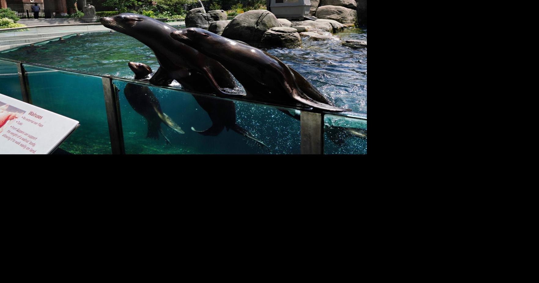 Sea lion at Central Park Zoo escaped flooded enclosure as heavy rain ...