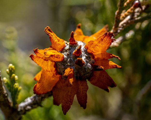 Rust fungus spotted on Jefferson County trees | Community Notes ...