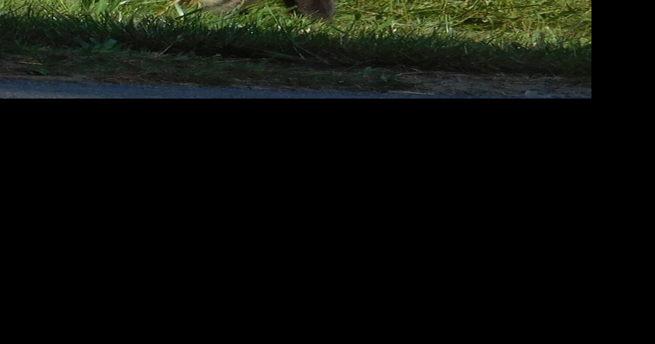 PHOTO: Fox sighting in Watertown | Home and Garden | nny360.com