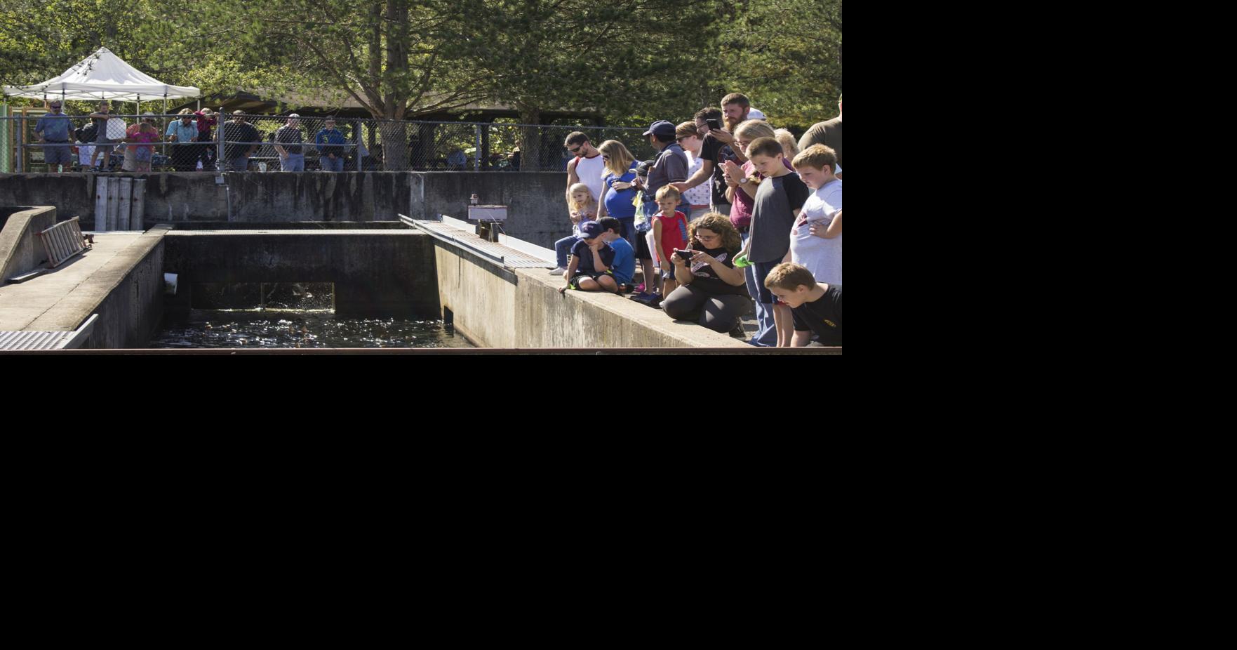 Tours, displays, and kids’ games highlight hatchery activities | Arts ...