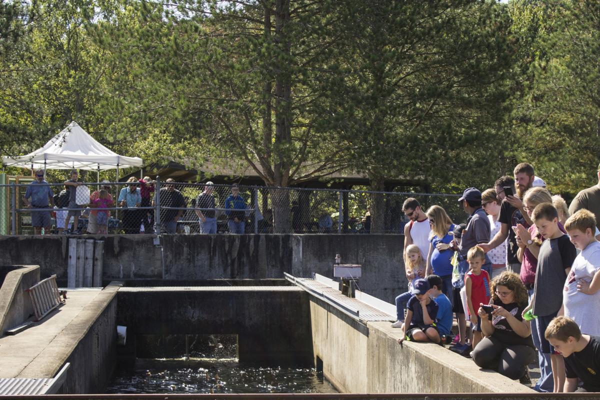 Tours, displays, and kids’ games highlight hatchery activities | Arts ...