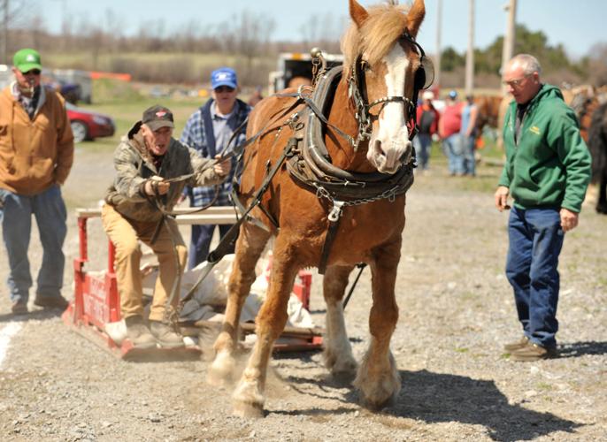 Draft horses compete in annual spring pull contest | News | nny360.com