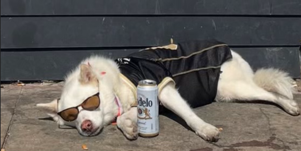 Bywater bar remembers Ziggy, mascot dog in New Orelans | Entertainment ...