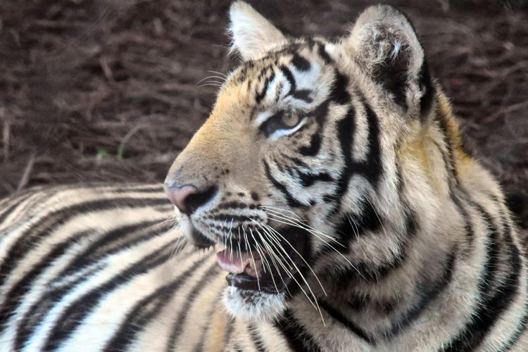 Photos: First look at LSU's newest live tiger mascot, Mike VII ...