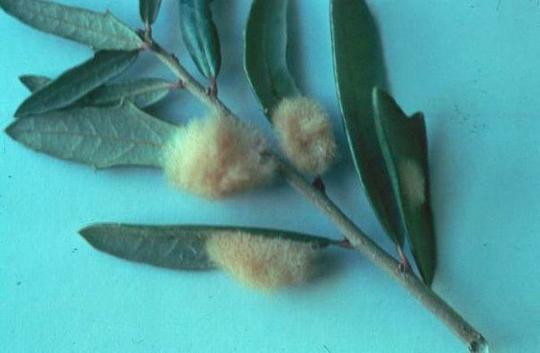 What causes fuzzy tan growths on oak leaves? | Home/Garden | nola.com