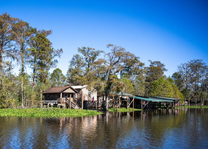 Dying Louisiana swamp to be revived with unique project | Environment | nola.com