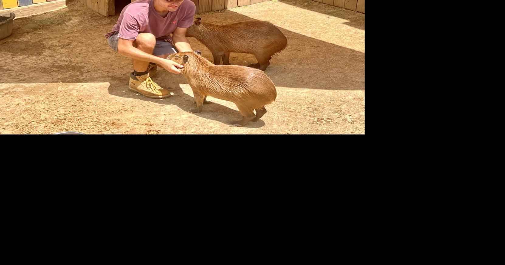 Photos, videos: Humans mingle with animals during a tour at Barn Hill ...