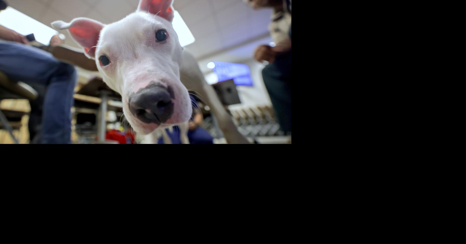 Photos: Anna 4 Paws holds canine first aid training for law enforcement ...
