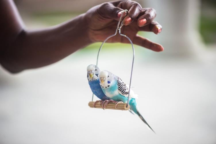 A wing and a prayer: Tia the Bird Whisperer calls her flock of ...