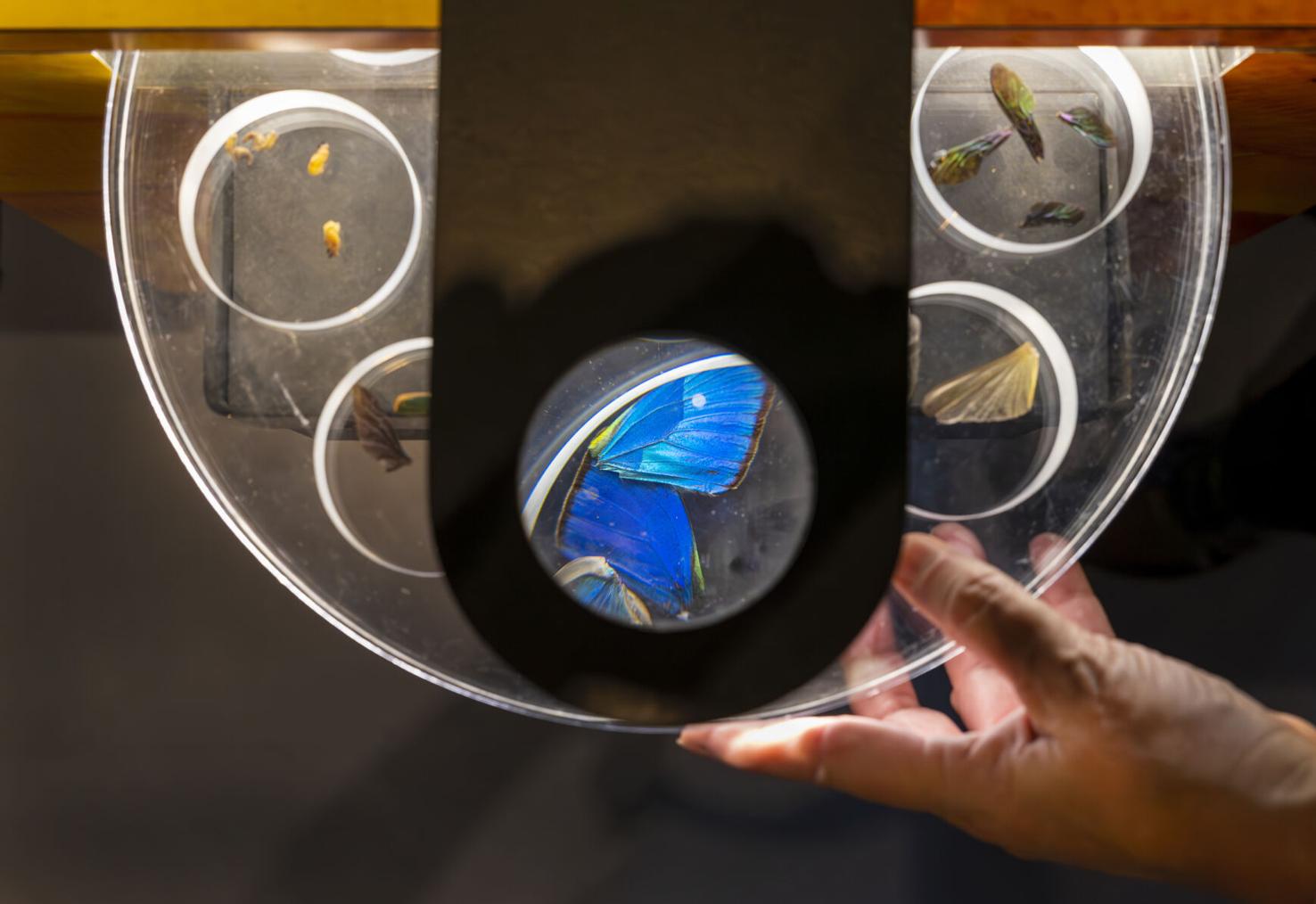 What to know before you go: Audubon Aquarium, Insectarium ...