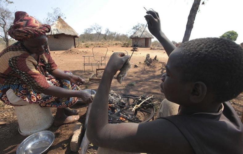 Eating mice, a delicacy in Zimbabwe, or a sign of poverty? | Where NOLA ...