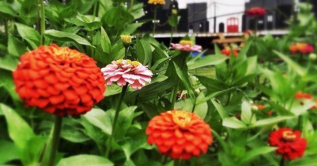 Concert Dinner Series returns to Paradigm Gardens | Entertainment/Life ...